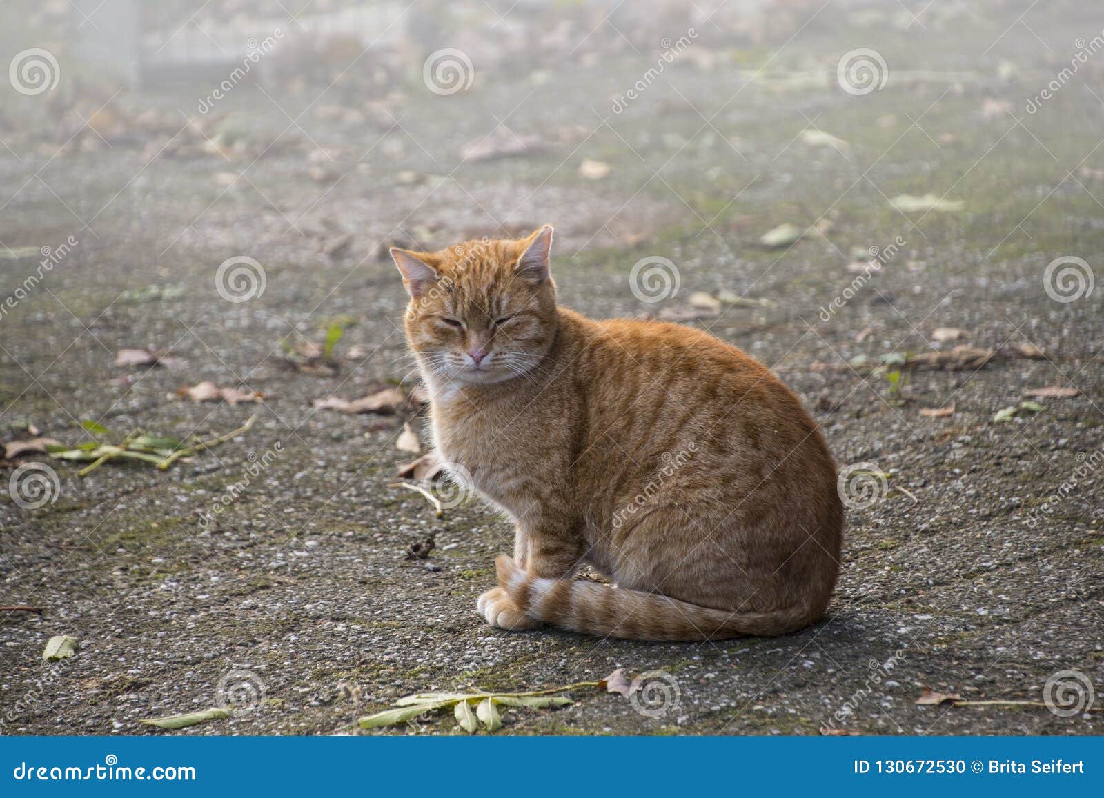 Little Kitten Sitting Alone Outside Waiting for Her Mom Stock Photo ...