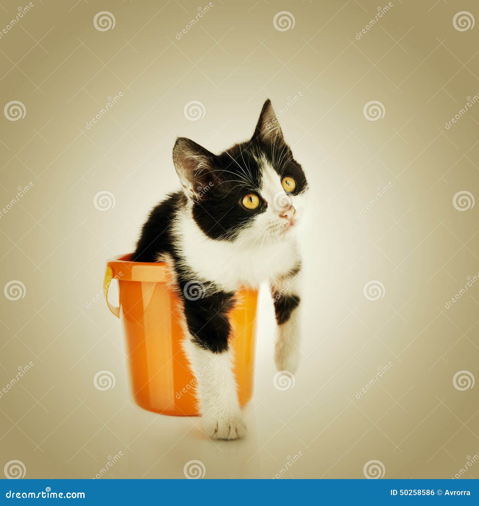 Little Kitten Sitting in Bucket Stock Photo - Image of whiskers, black ...