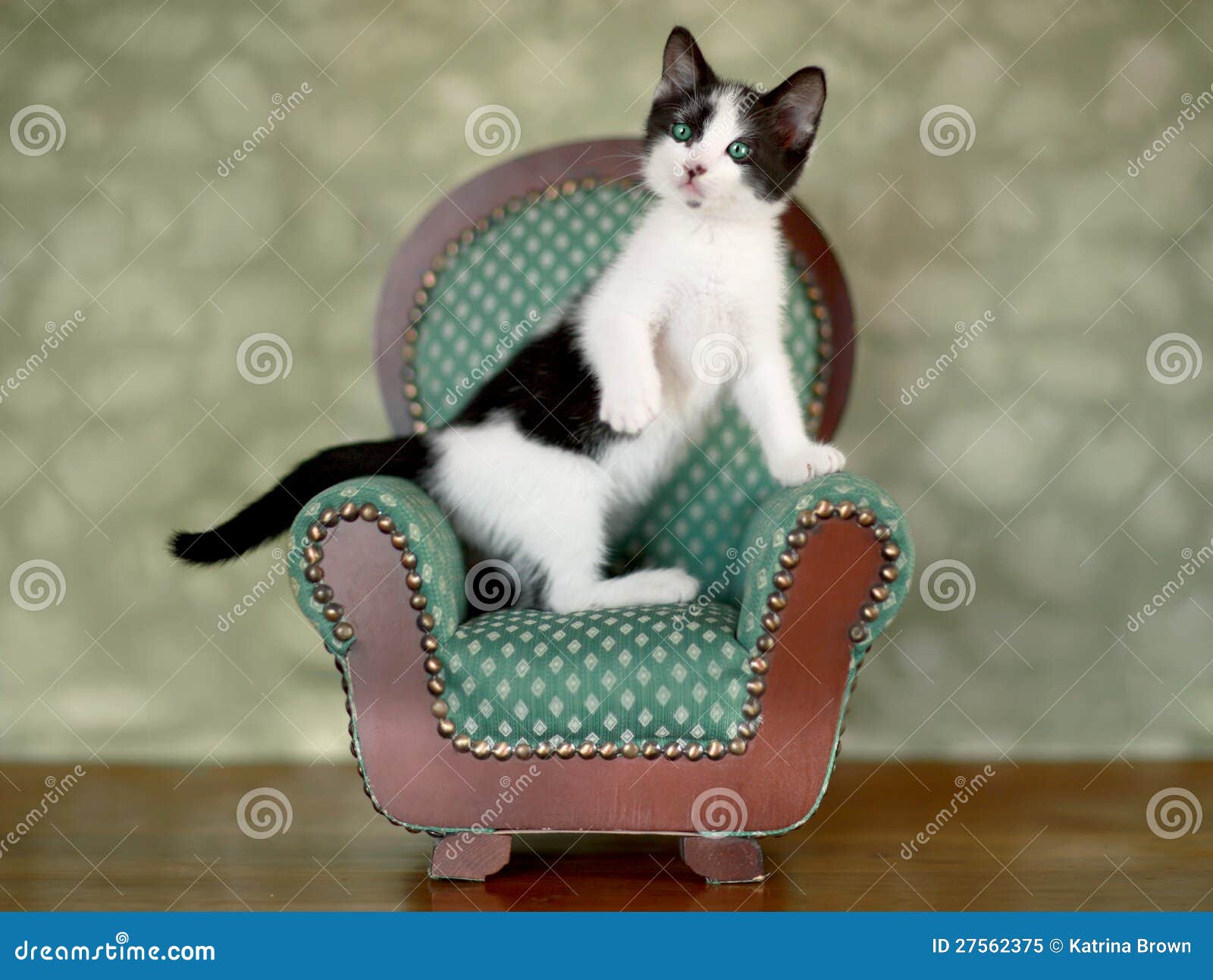Little Kitten Sitting in a Chair Stock Image - Image of pussycat ...