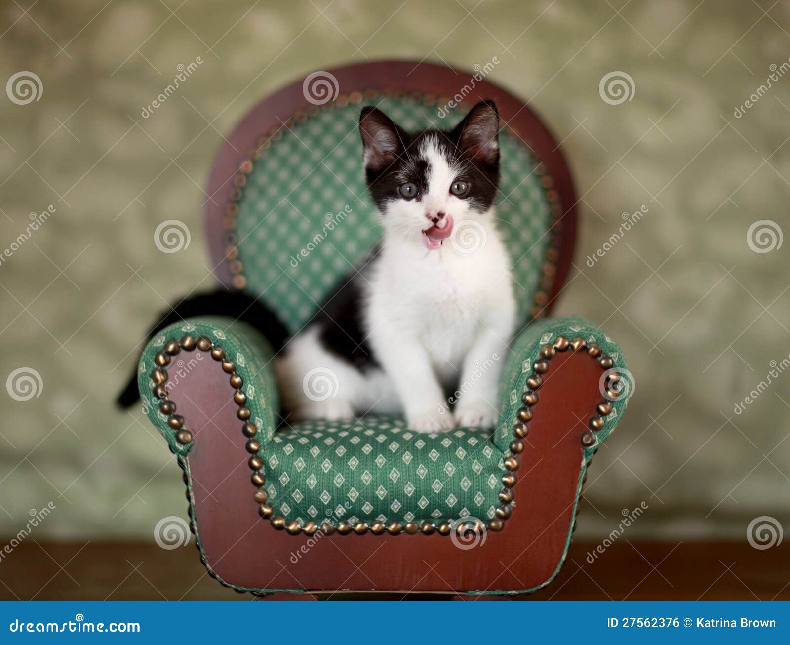 Little Kitten Sitting in a Chair Stock Photo - Image of looking ...
