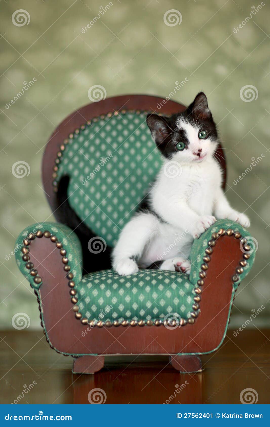 1,937 Little Kitten Chair Stock Photos - Free & Royalty-Free Stock ...
