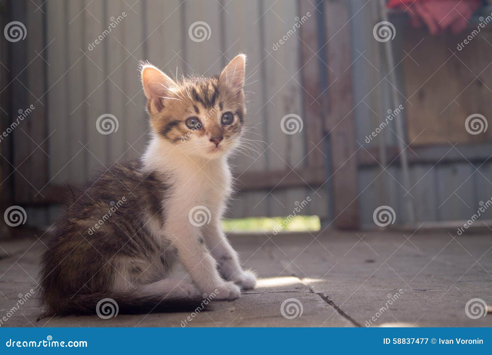 Little Kitten Sitting in the Sun Stock Image - Image of little, nice ...