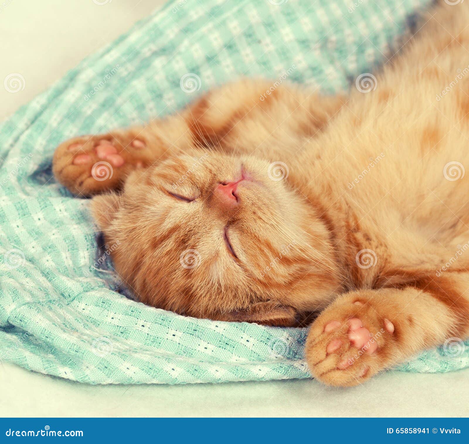 Cat Sleeping On Back