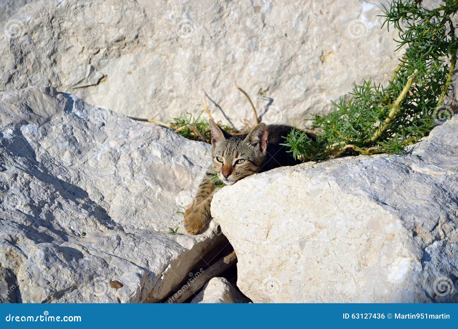 Little Kitten Sleeping on the Rocks by the Sea Stock Photo - Image of ...
