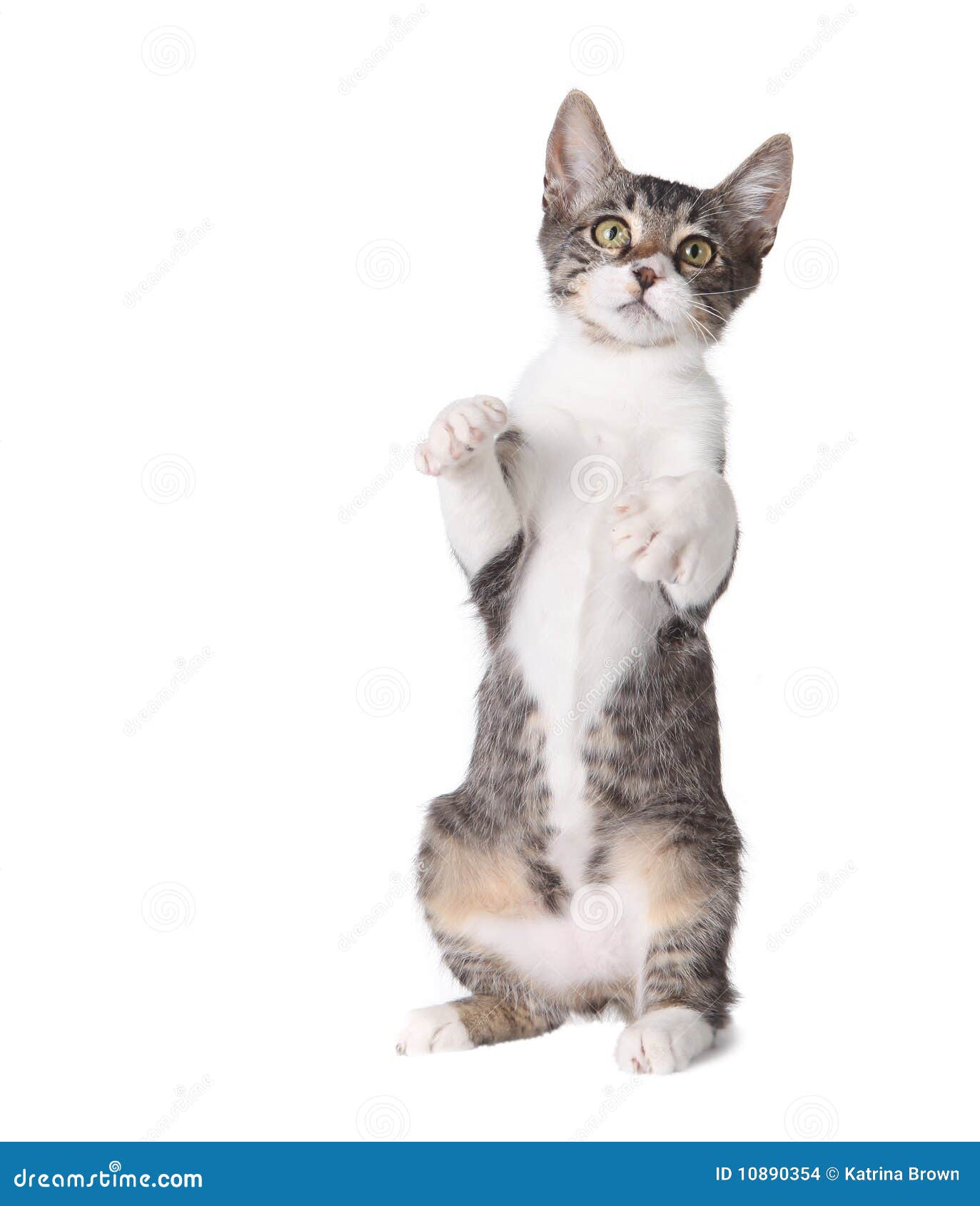 Little Kitten Standing Straight Up on Hind Legs Stock Photo - Image of ...