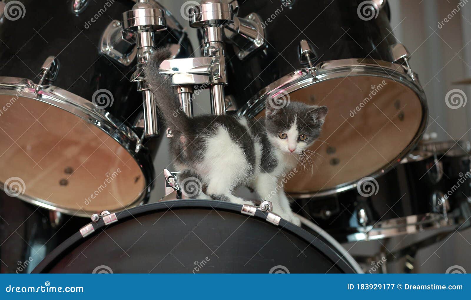 Little Kitten Stands on the Drums. Percussion Instruments Stock Image ...