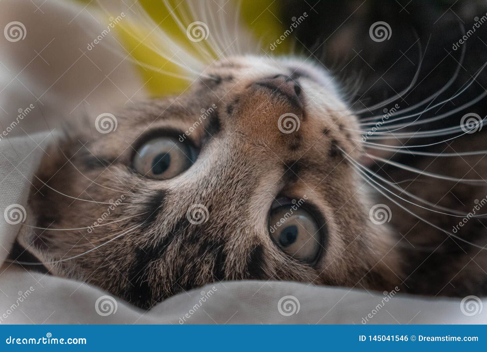 A Little Kitten is Staring at the Camera with Sweet Looks Stock Photo ...
