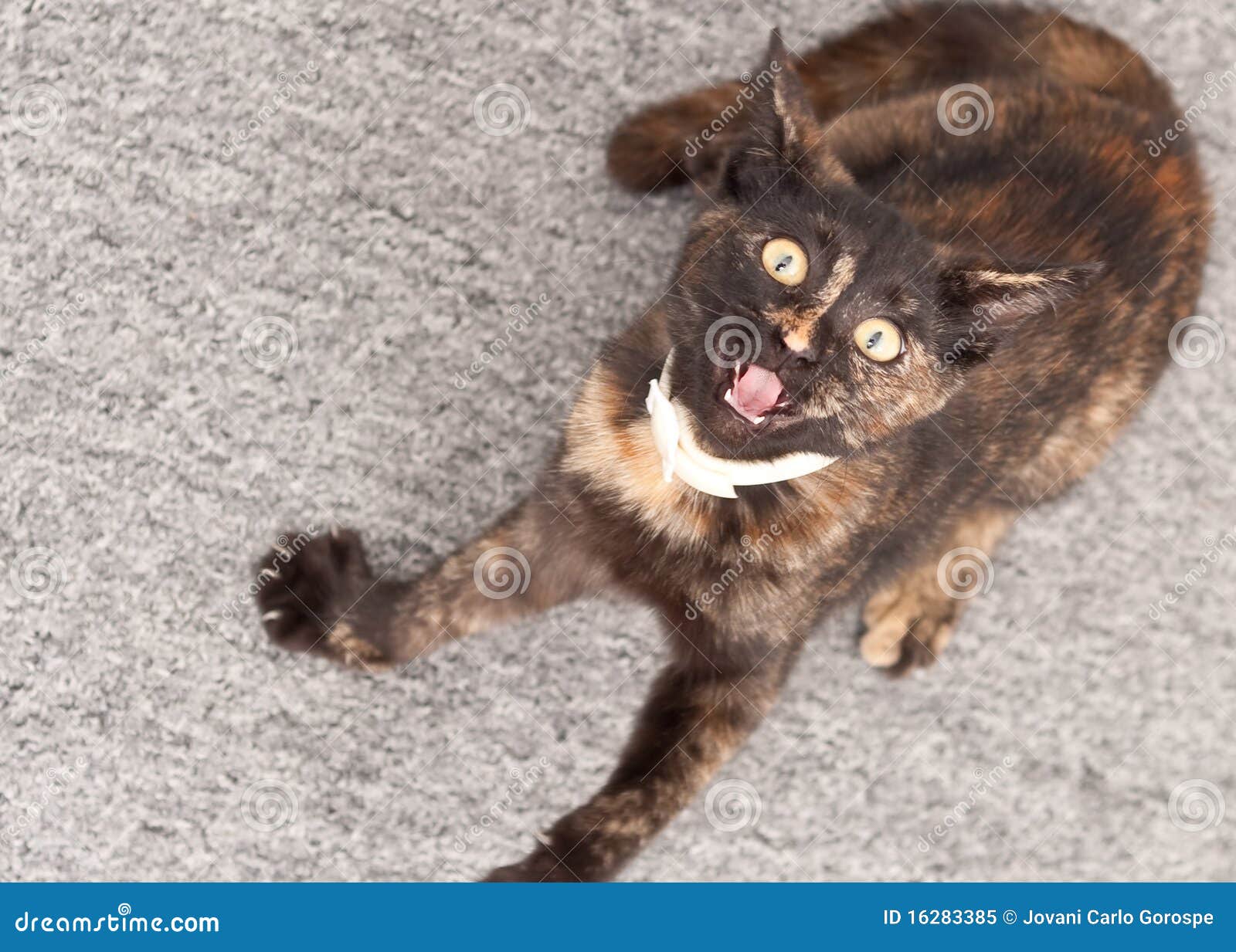 Little Kitten Startled stock image. Image of concept - 16283385