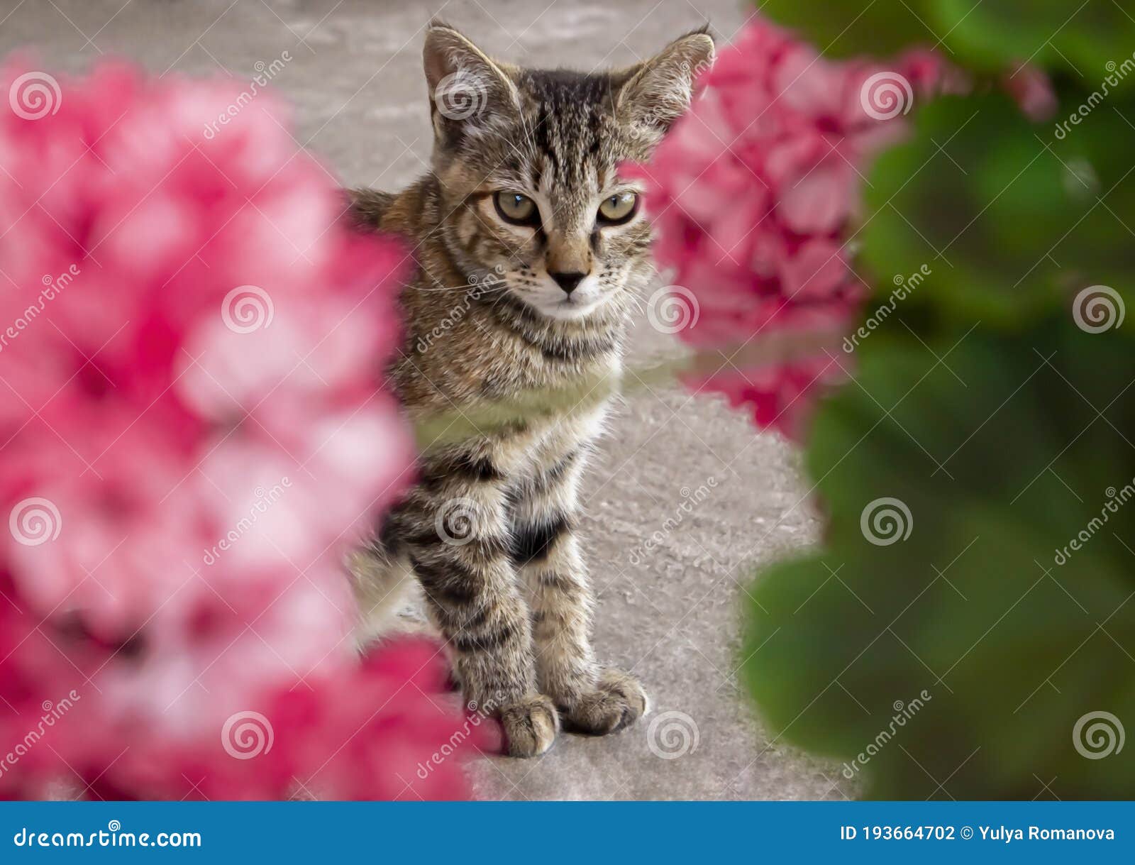 Little Kitten on the Street Stock Photo - Image of feline, young: 193664702