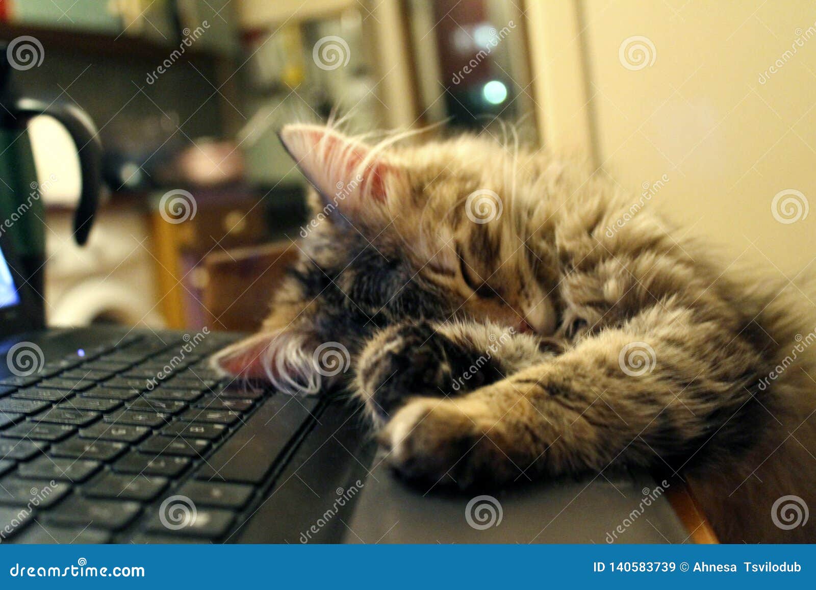 Tired Kitten Computer