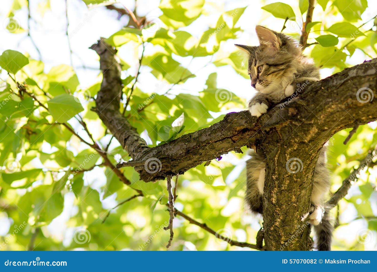 Little kitten on the tree stock photo. Image of cute - 57070082