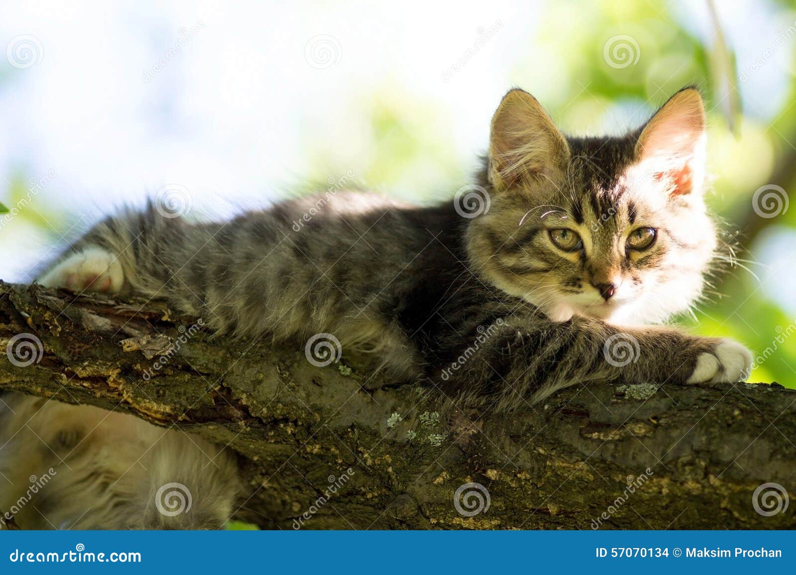 Little kitten on the tree stock photo. Image of hunting - 57070134