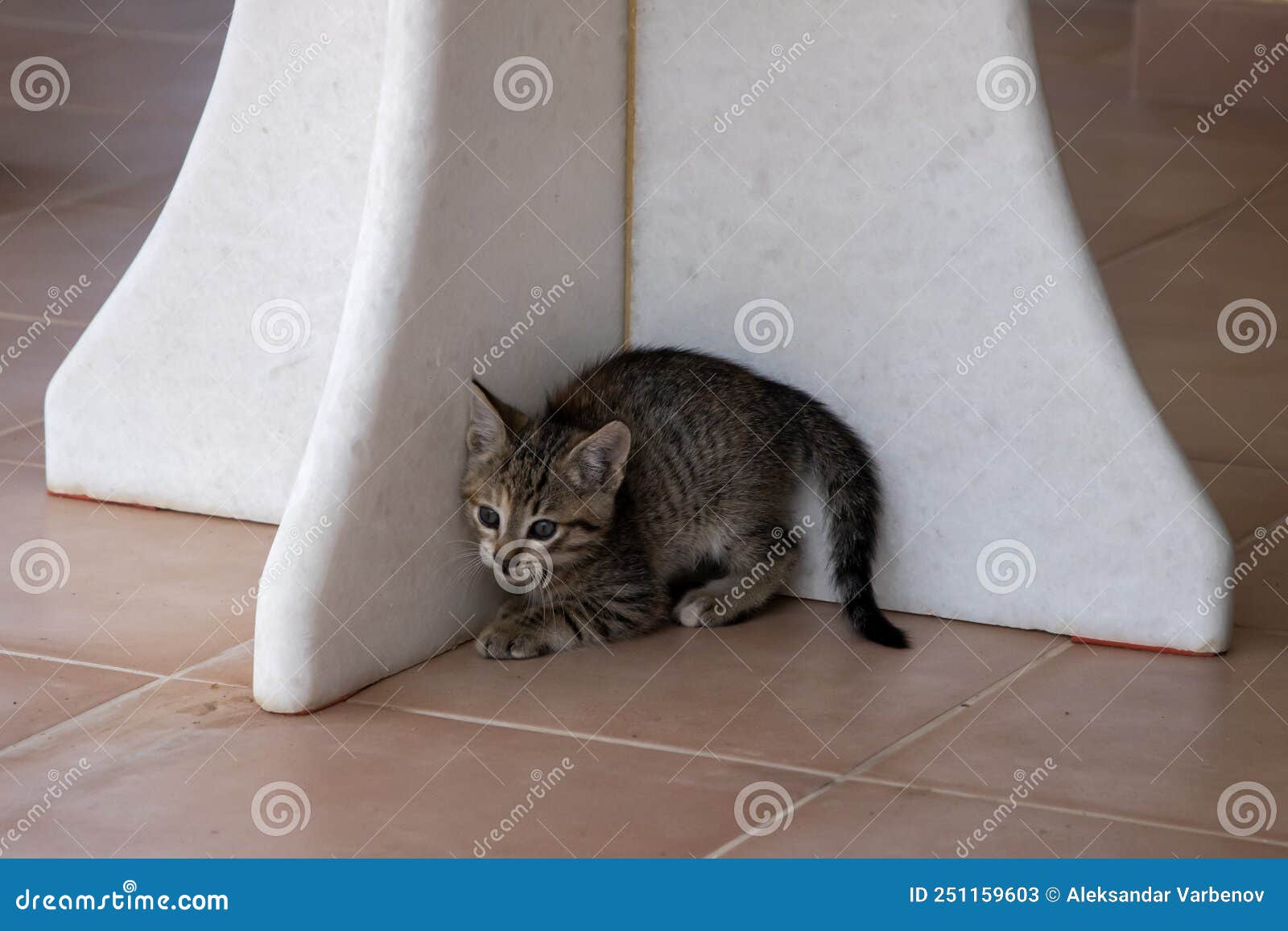 Little Kitten Under the Table Stock Image - Image of lovely, small ...
