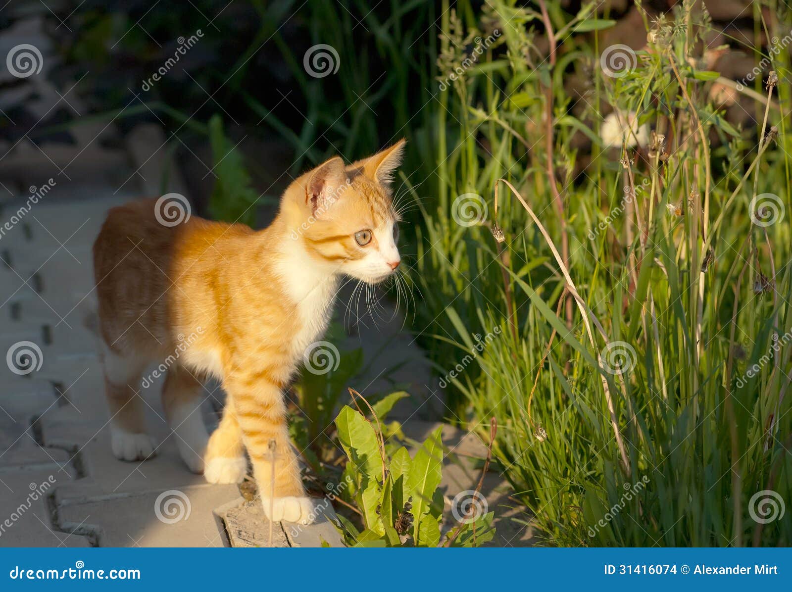 Little kitten walk stock photo. Image of catkin, single - 31416074