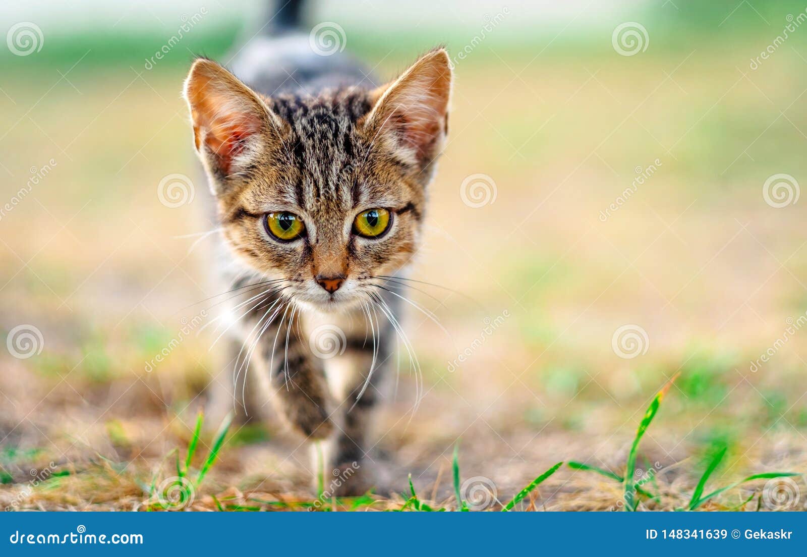 Little kitten walking stock image. Image of exploring - 148341639