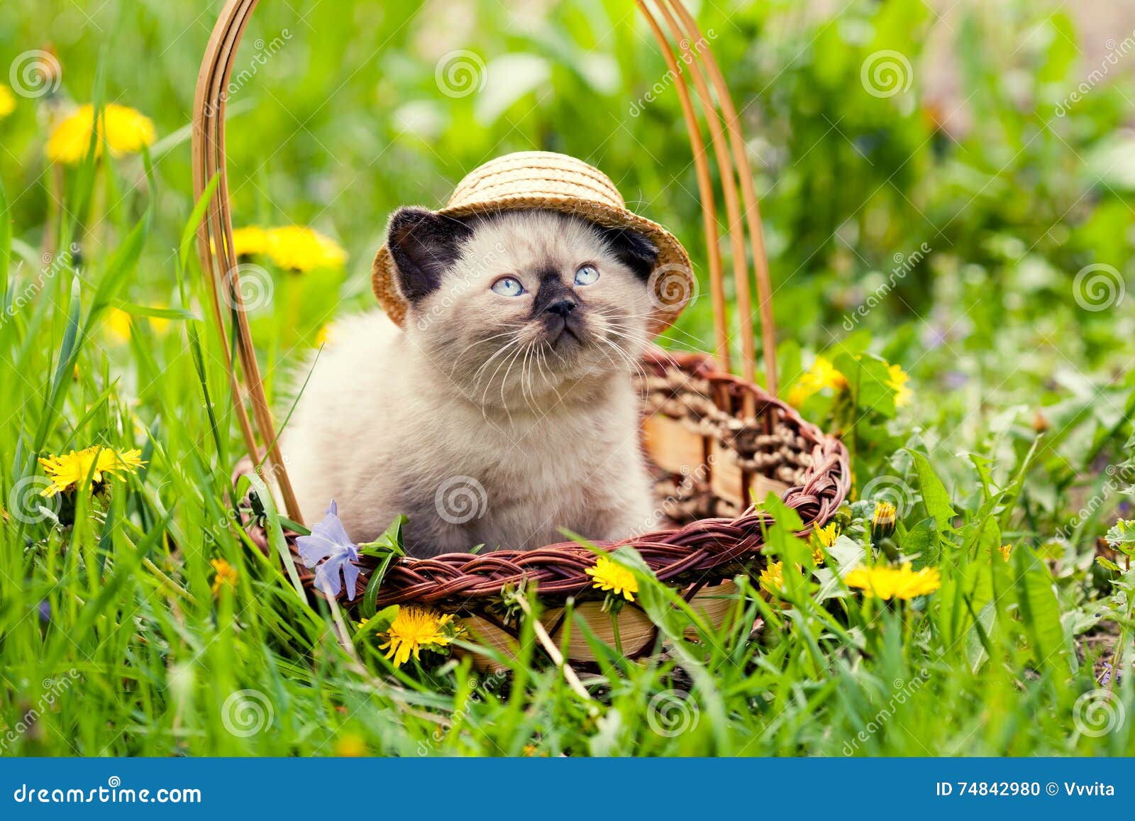 Little Kitten Wearing Straw Hat Stock Photo - Image of care, plant ...
