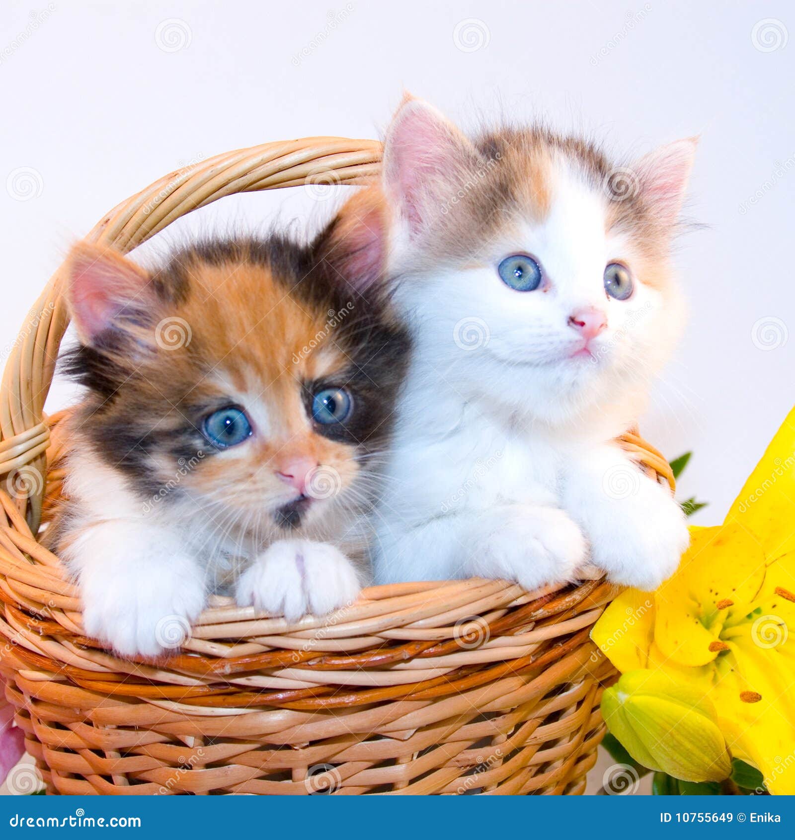 Little kittens stock image. Image of sweet, pink, cute - 10755649