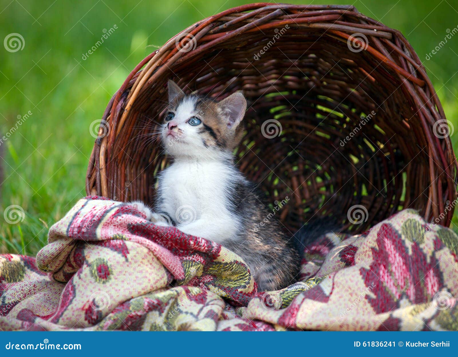 Little Kittens in a basket stock image. Image of little - 61836241