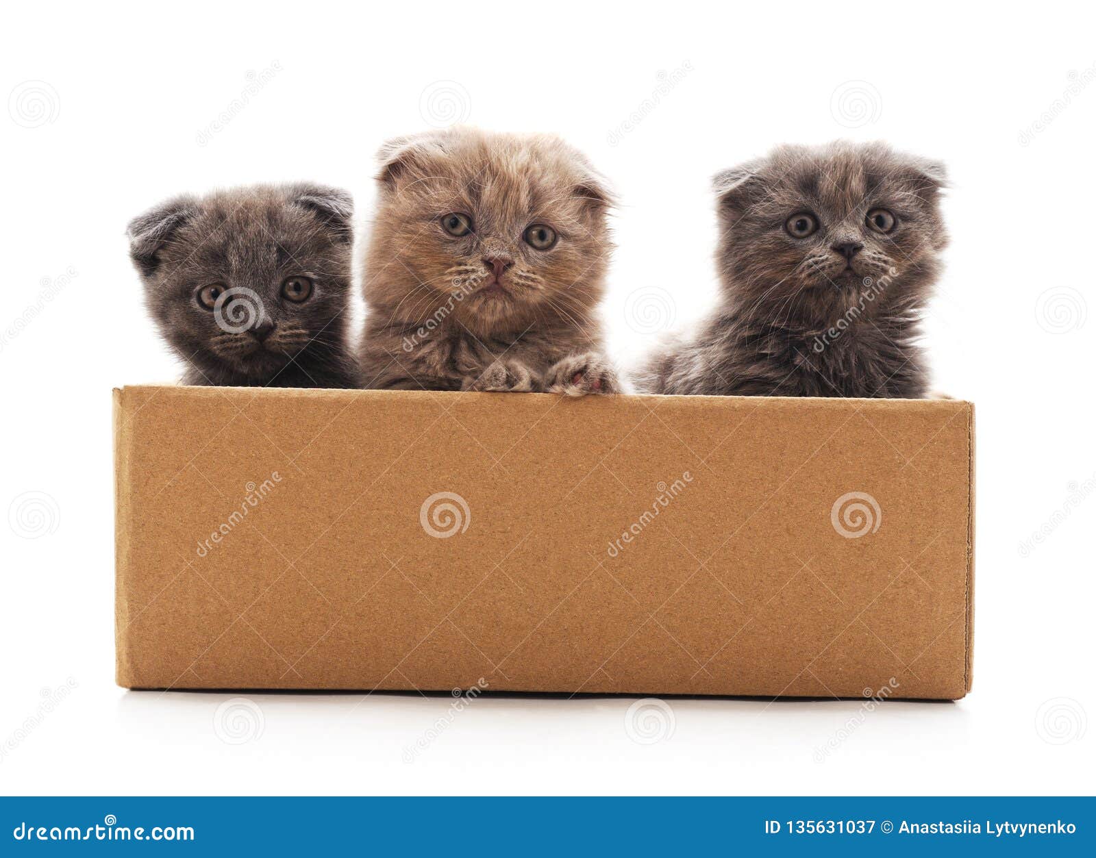 Little kittens in the box stock image. Image of cats - 135631037