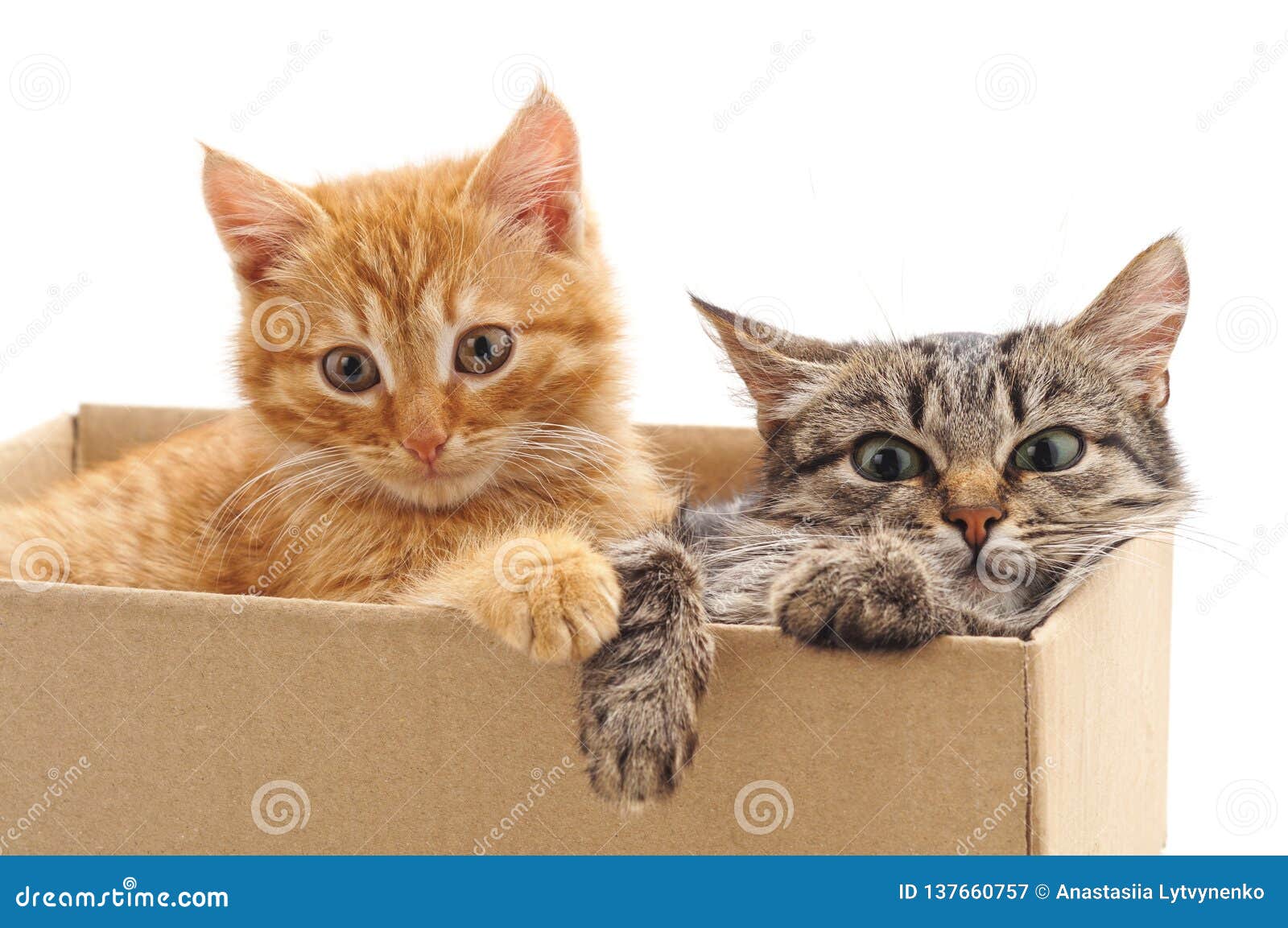 Little kittens in the box stock image. Image of love - 137660757