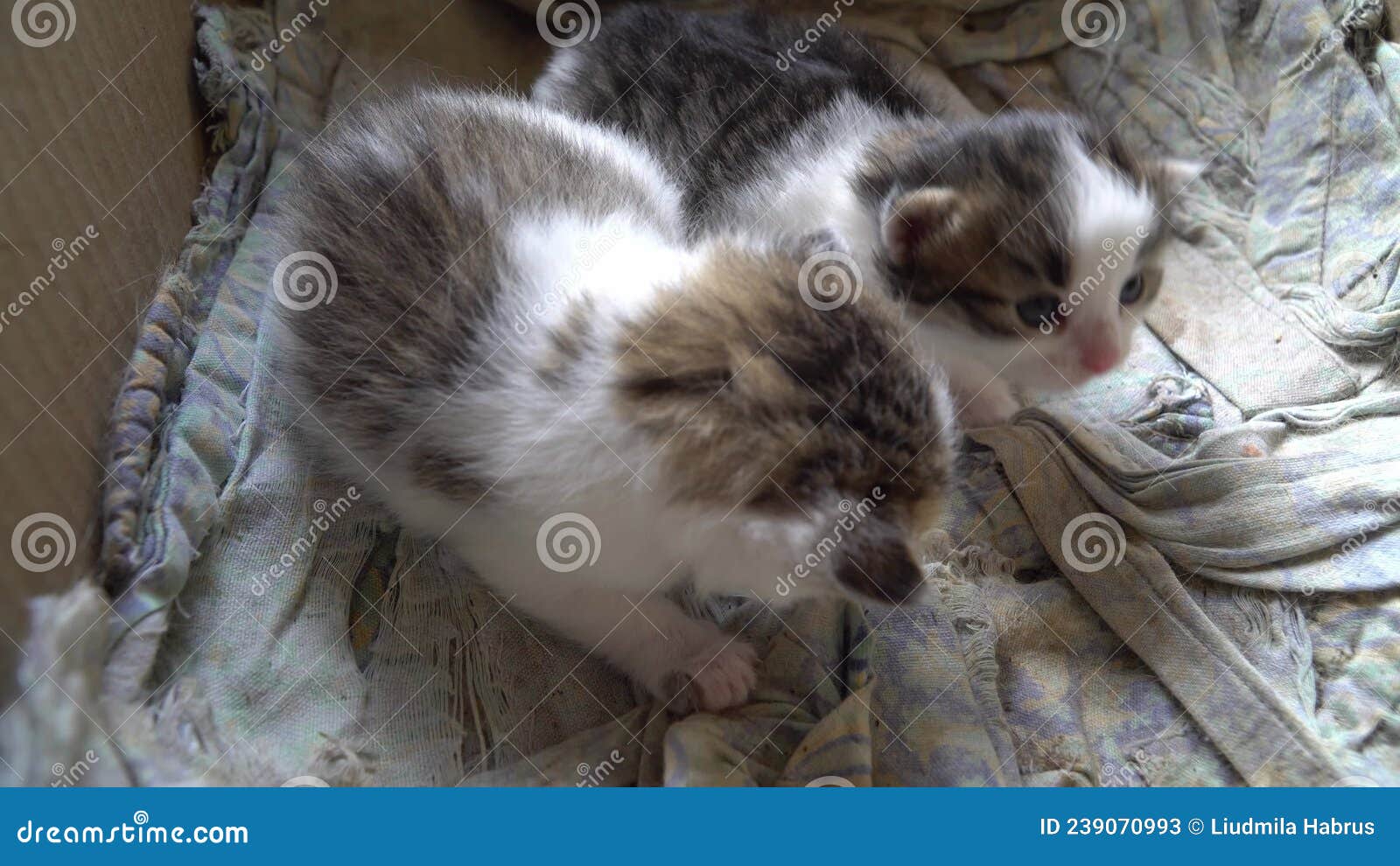 Little Kittens are Looking for a Mother Cat Stock Video - Video of cute ...