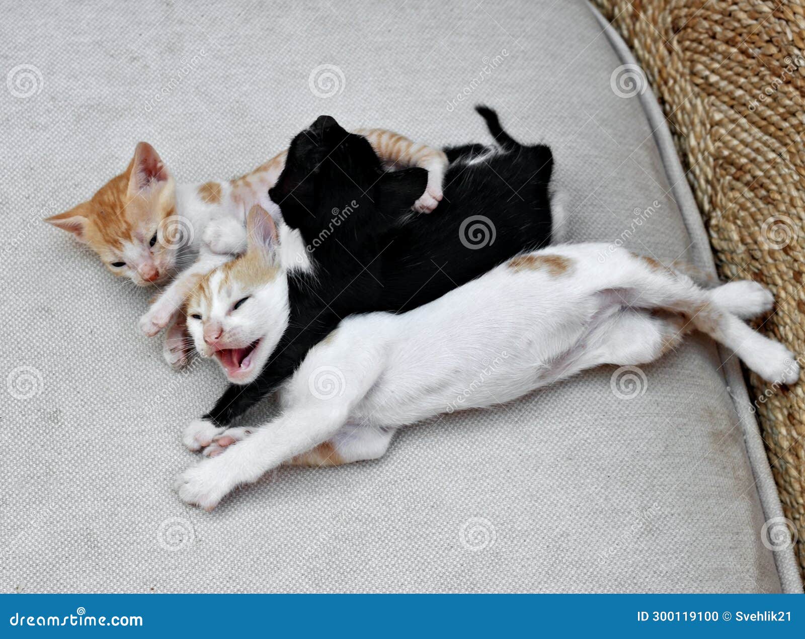 Three Cute Kittens Play Together Stock Photo - Image of animal, tongue ...