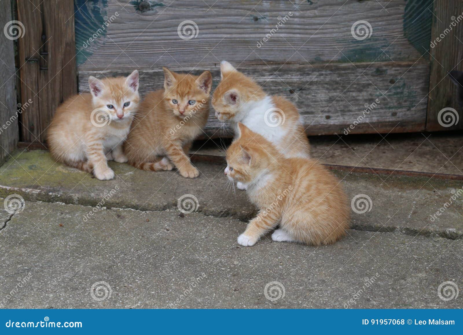 Little kittens play stock photo. Image of cute, mammal - 91957068