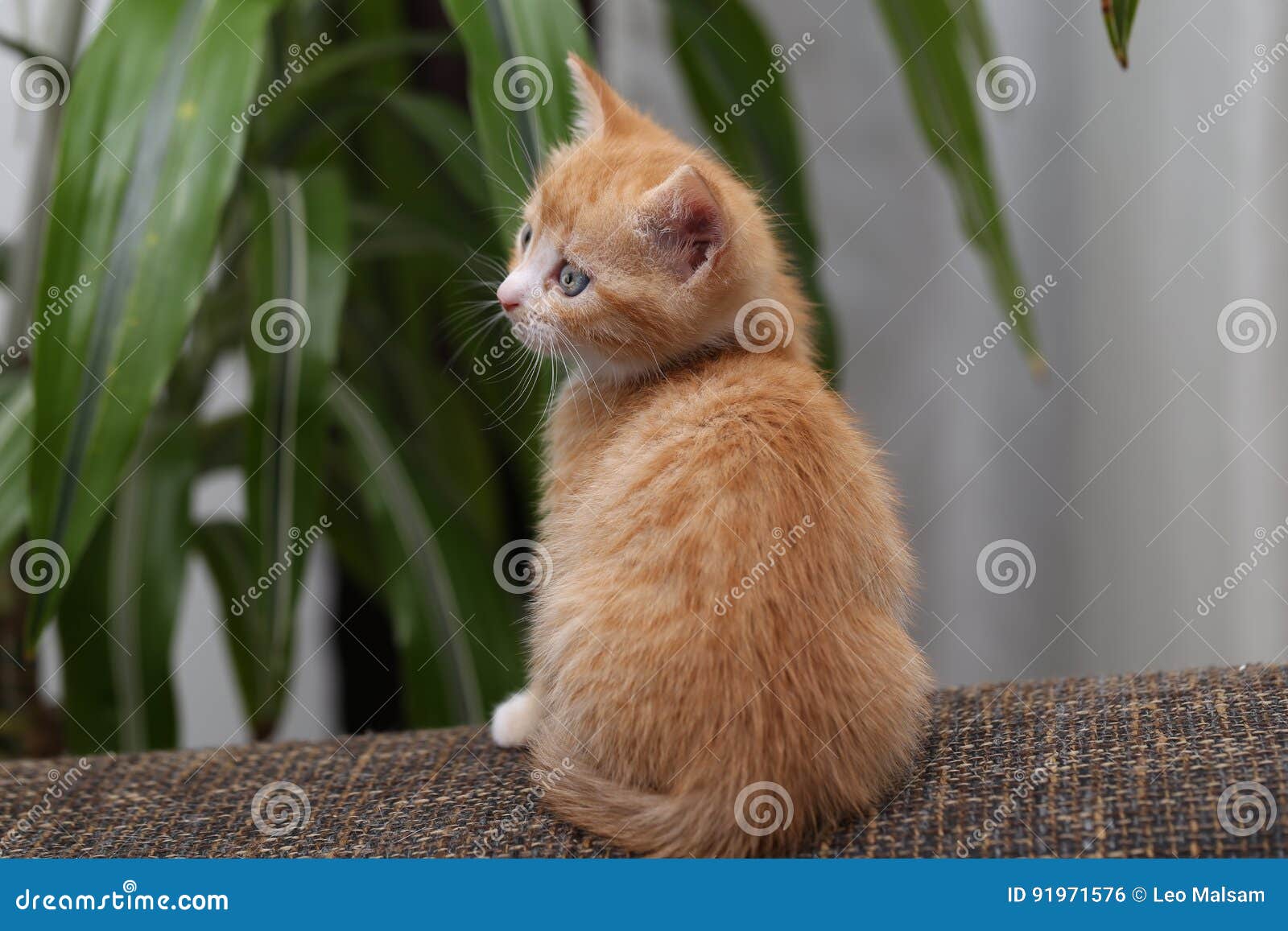Little kittens play stock photo. Image of mammal, animal - 91971576