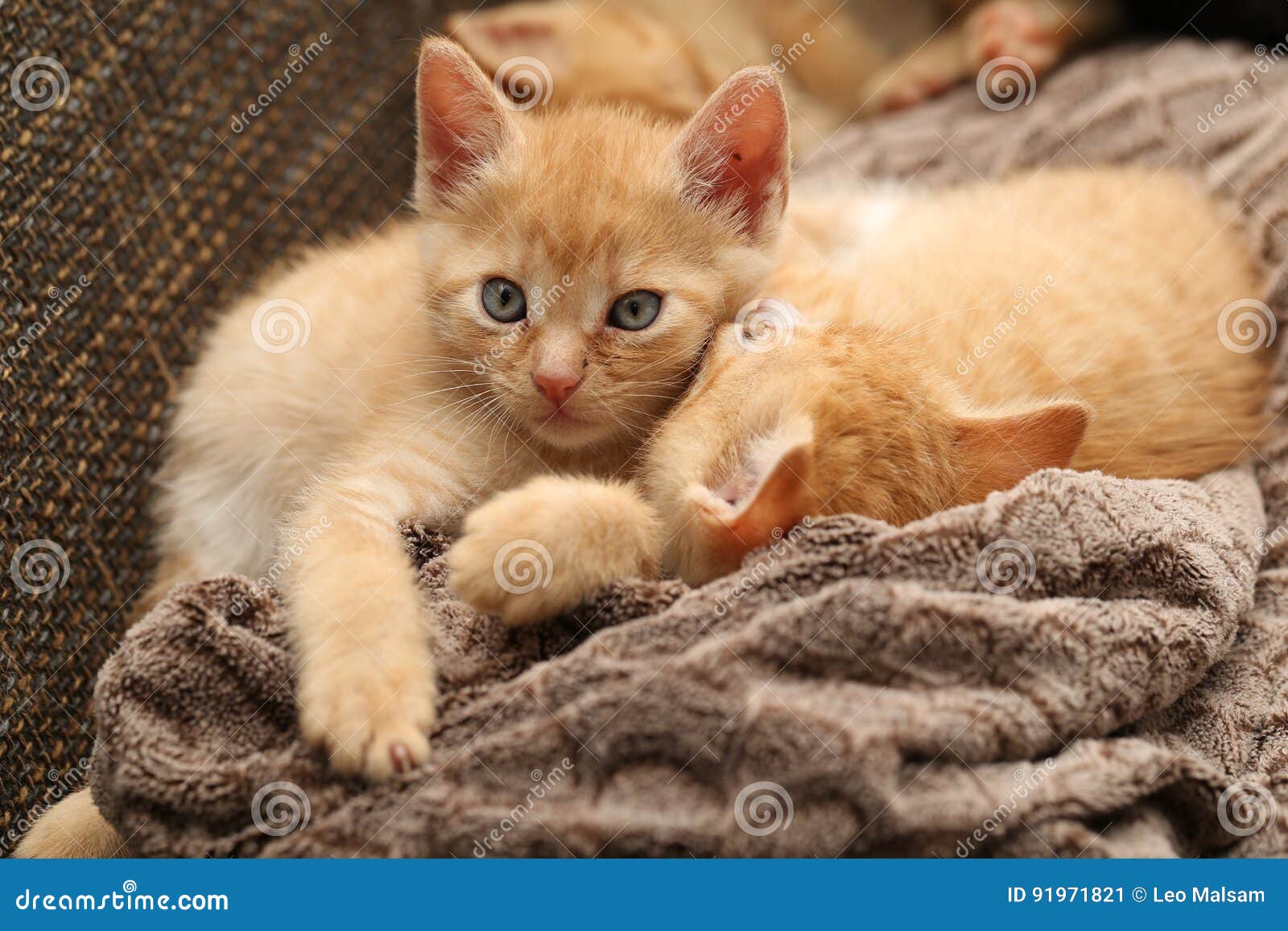 Little kittens play stock image. Image of kitten, play - 91971821