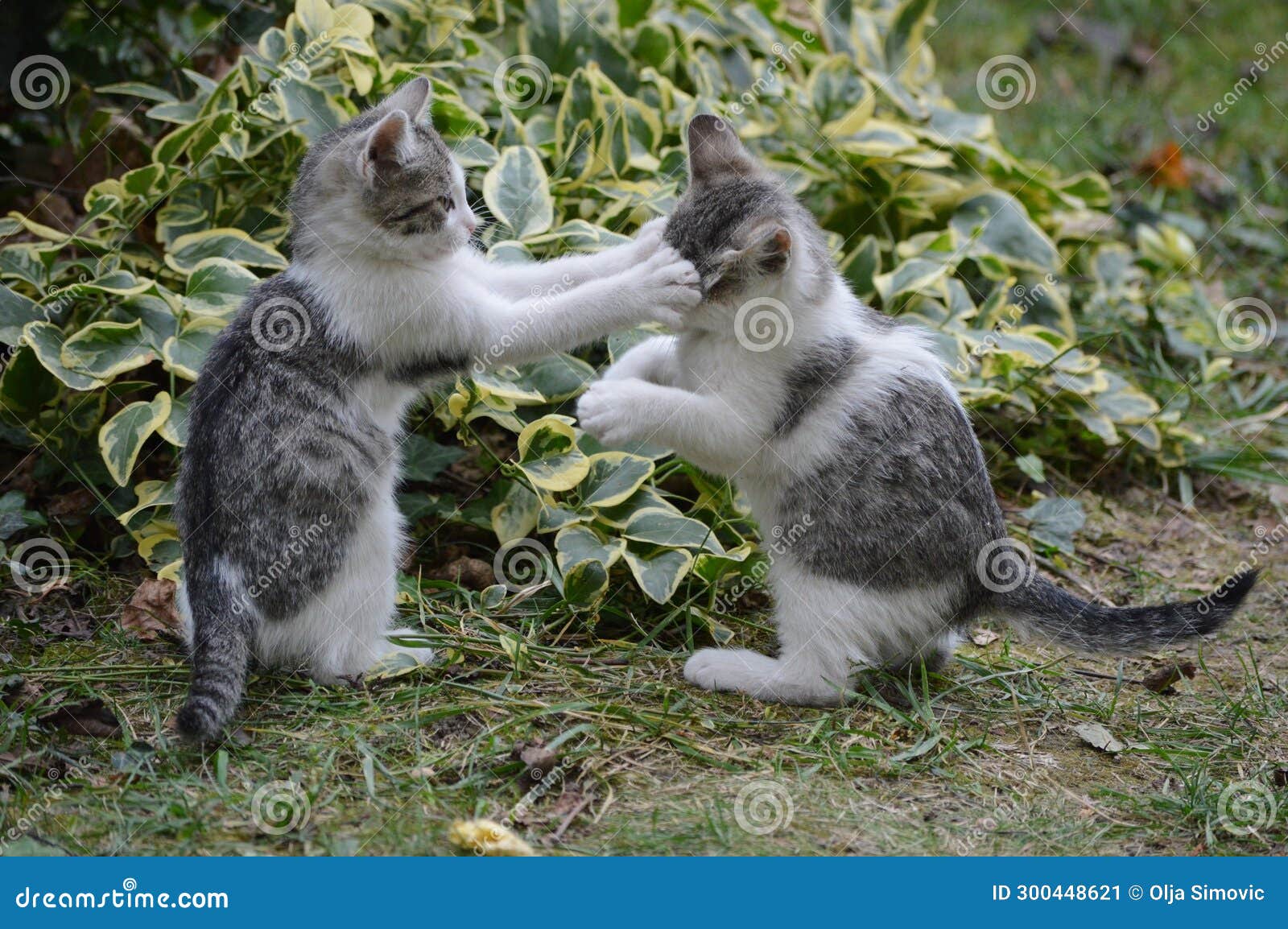Little Kittens are Playing in the Grass Stock Image - Image of nature ...