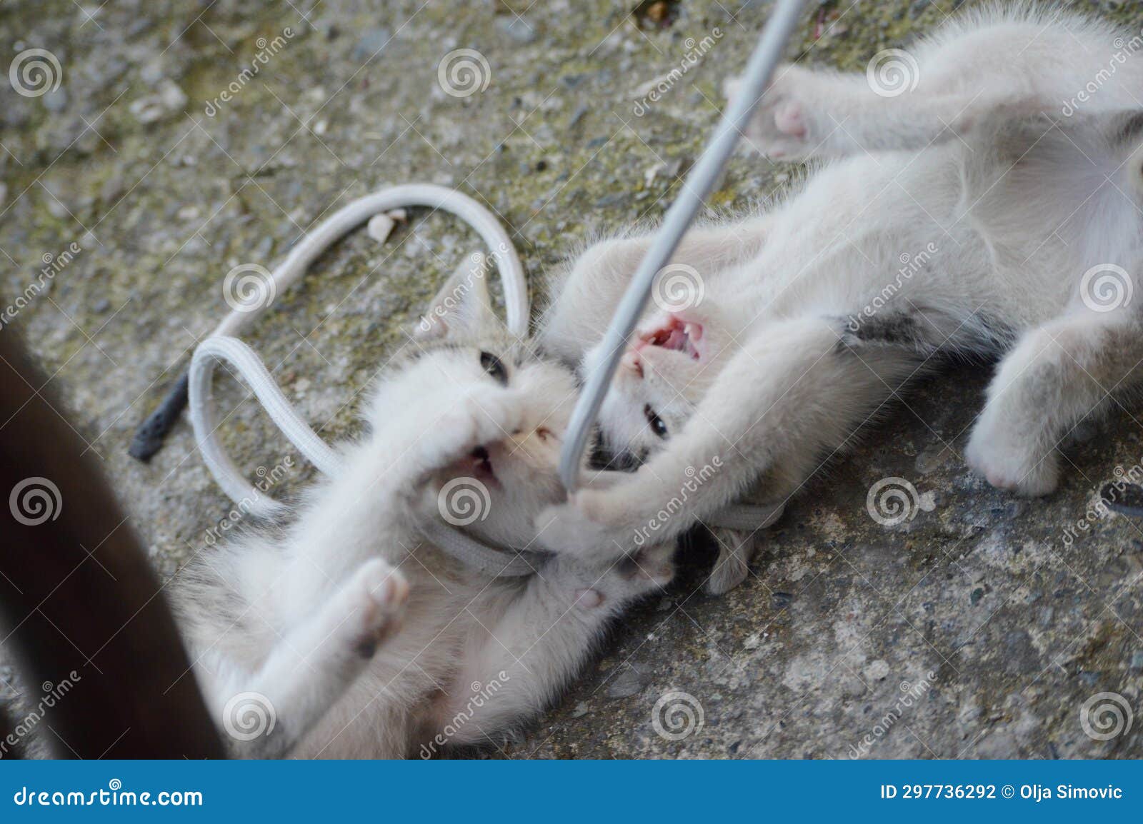 Little Kittens are Playing with String Stock Photo - Image of mammal ...