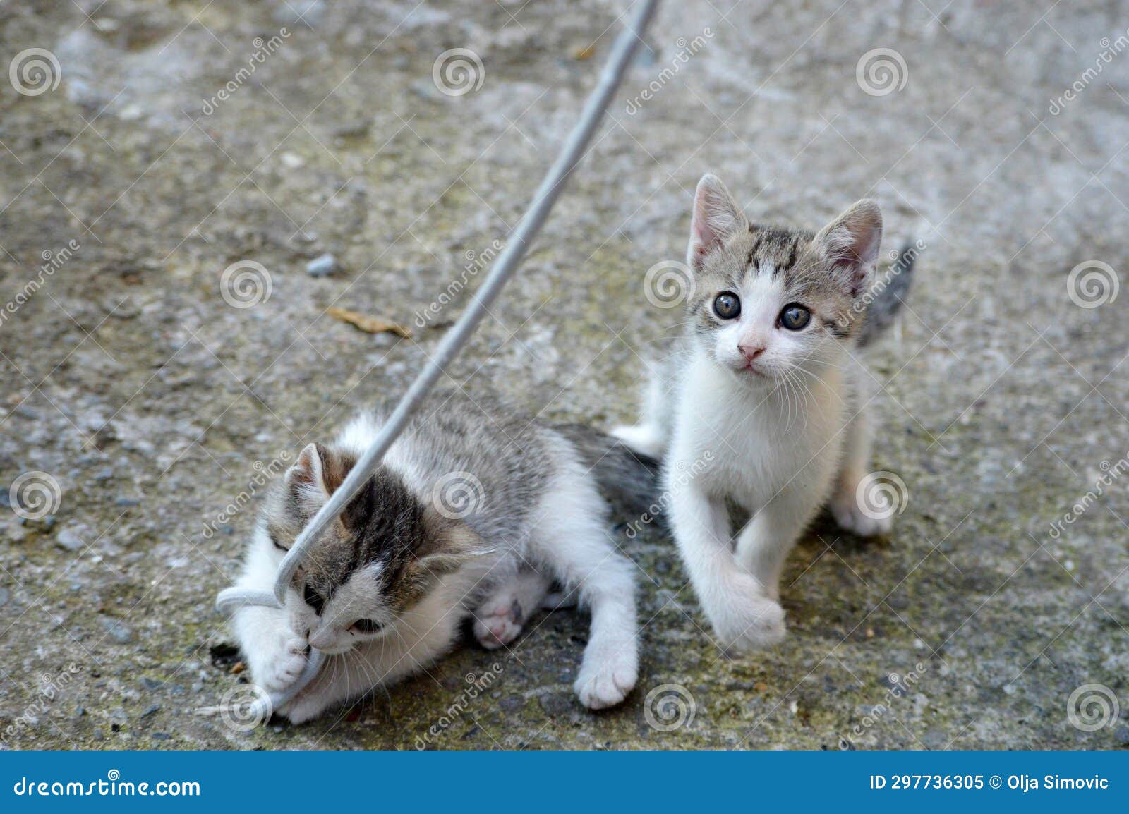 Little Kittens are Playing with String Stock Image - Image of eyes ...