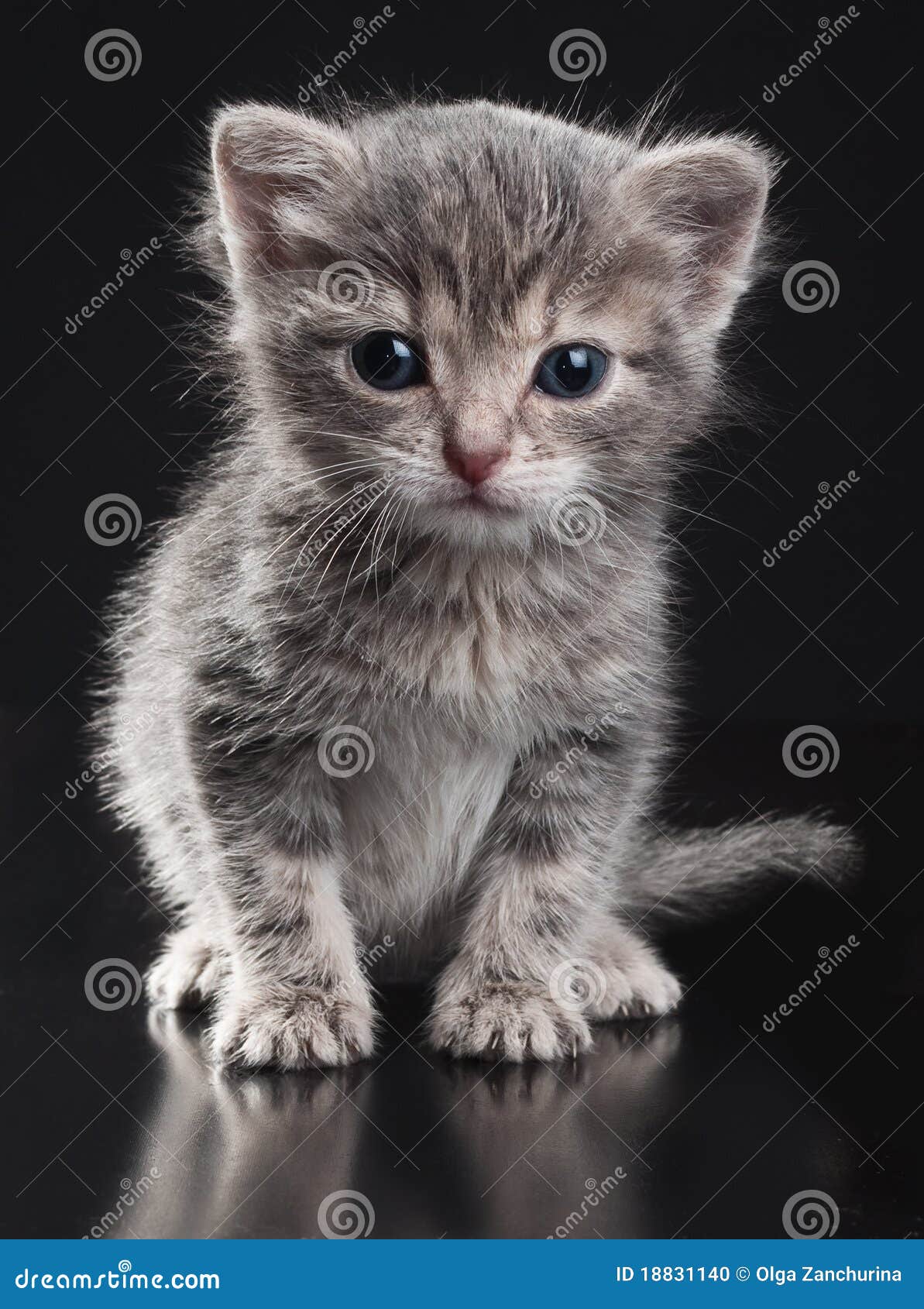 Little kitty stock photo. Image of playful, cute, close - 18831140
