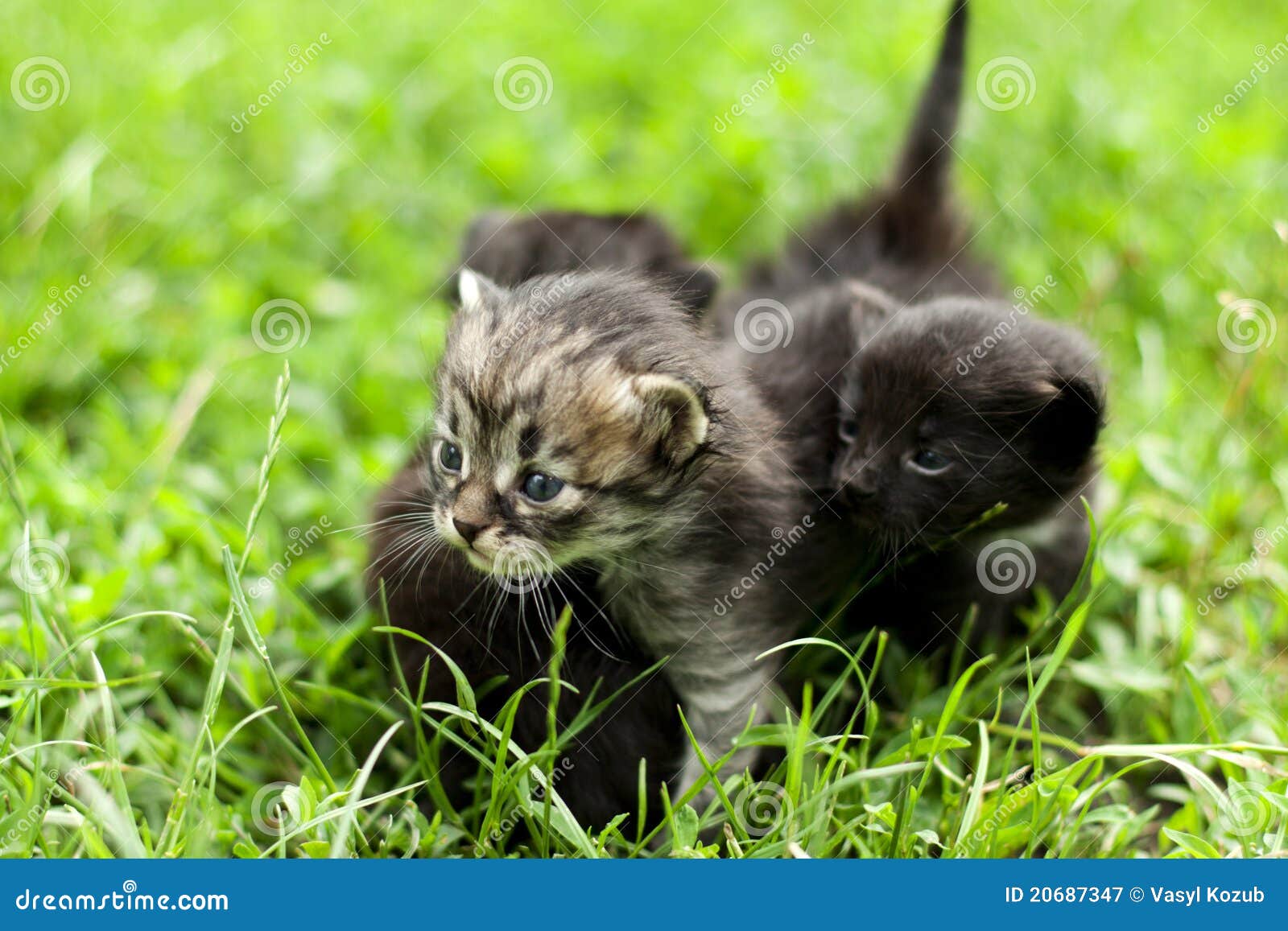 Little kitty stock image. Image of domestic, kitty, small - 20687347