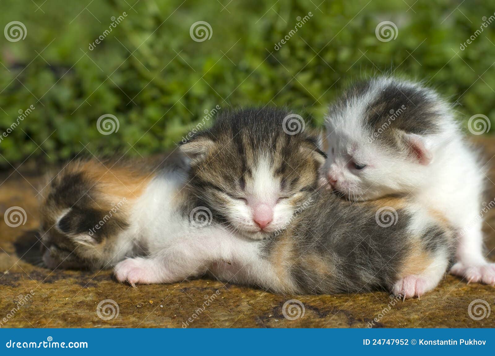Little kitty stock photo. Image of mother, adorable, heat - 24747952