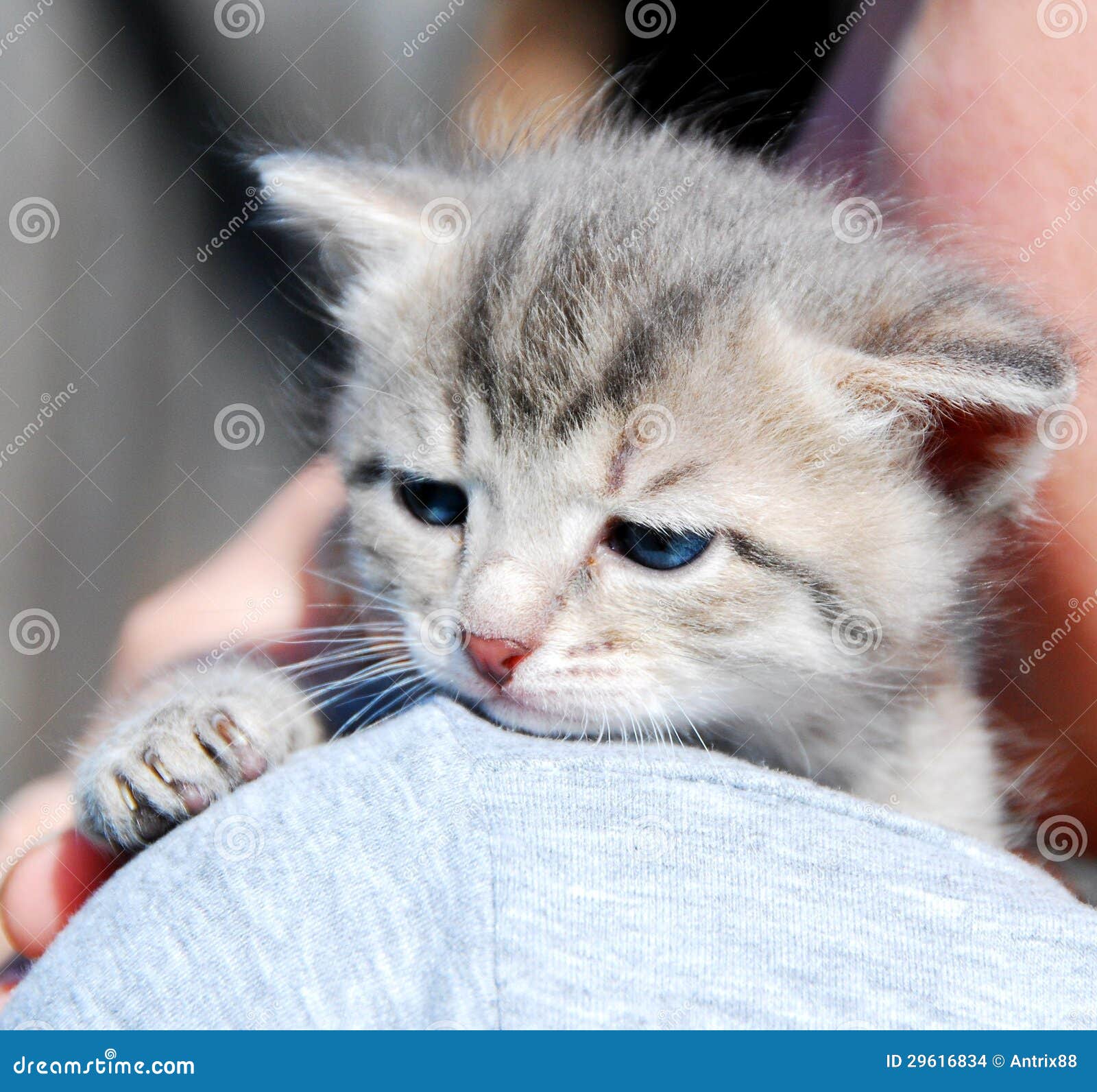 Little kitty stock photo. Image of tenderness, kindness - 29616834