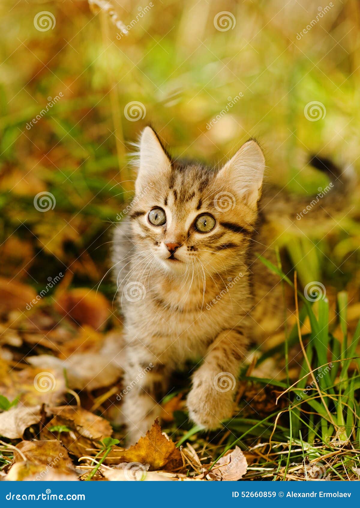 Little Kitty in the Autumn Grass Stock Image - Image of cute, little ...