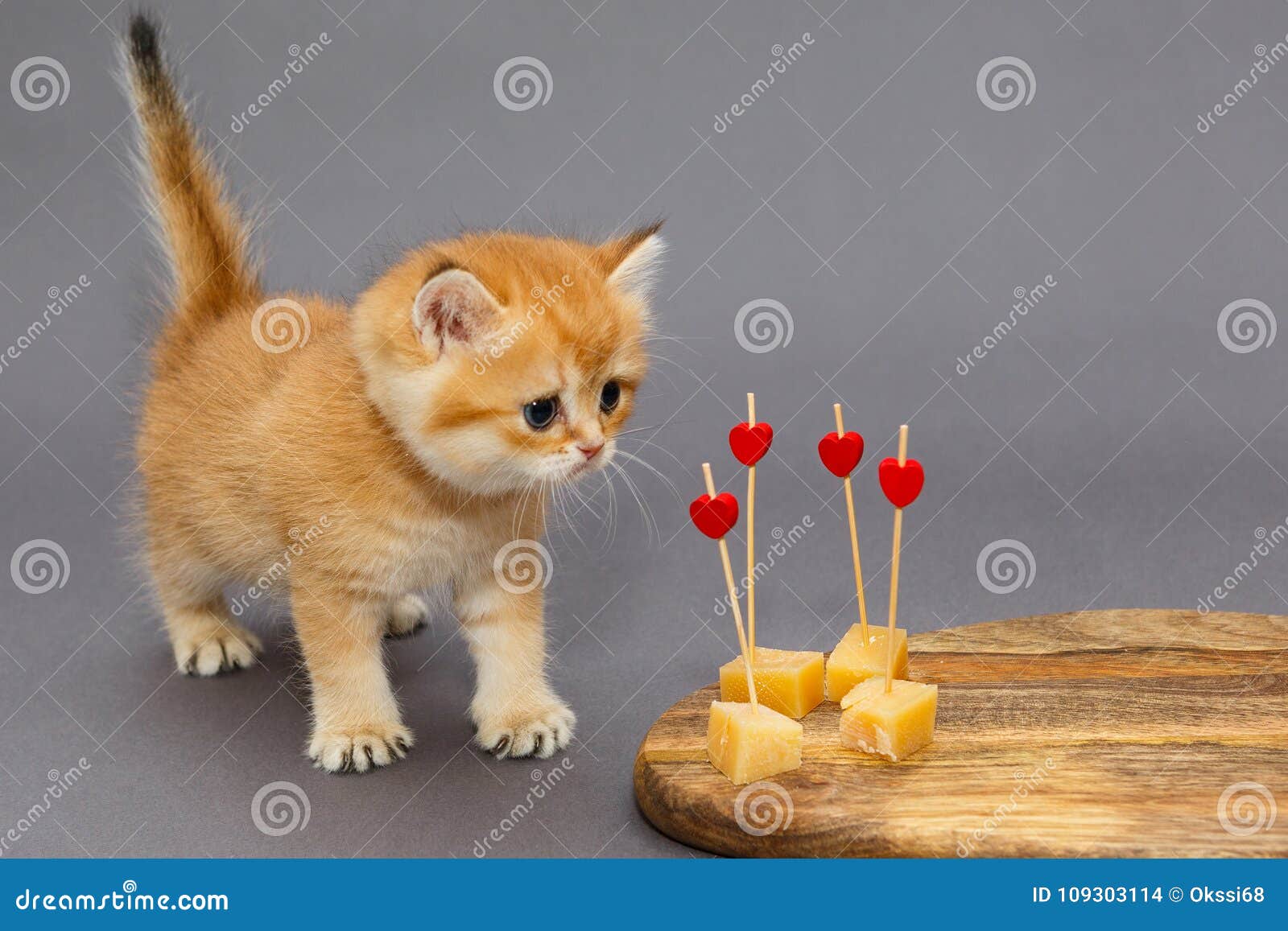 Little kitty and cheese stock photo. Image of domestic - 109303114