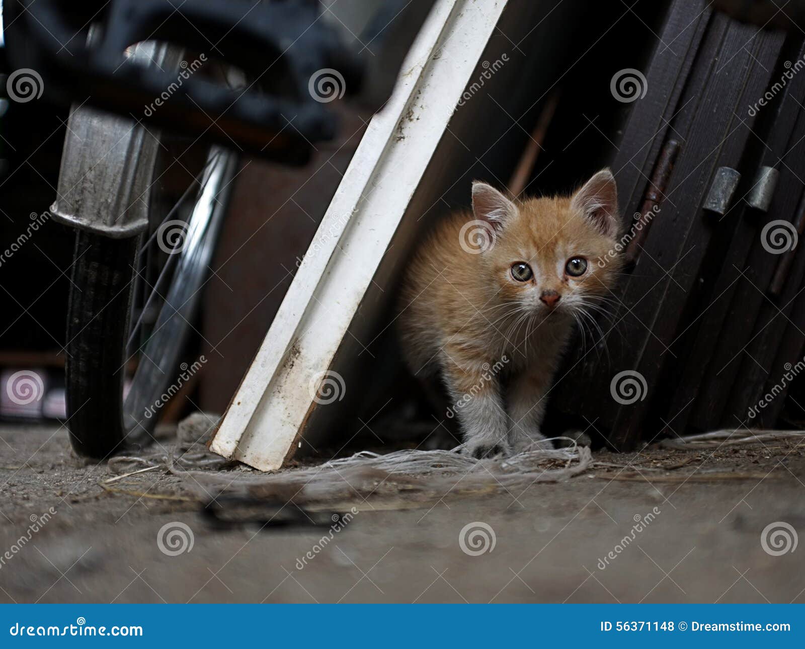 Little Kitty stock photo. Image of single, baby, cute - 56371148