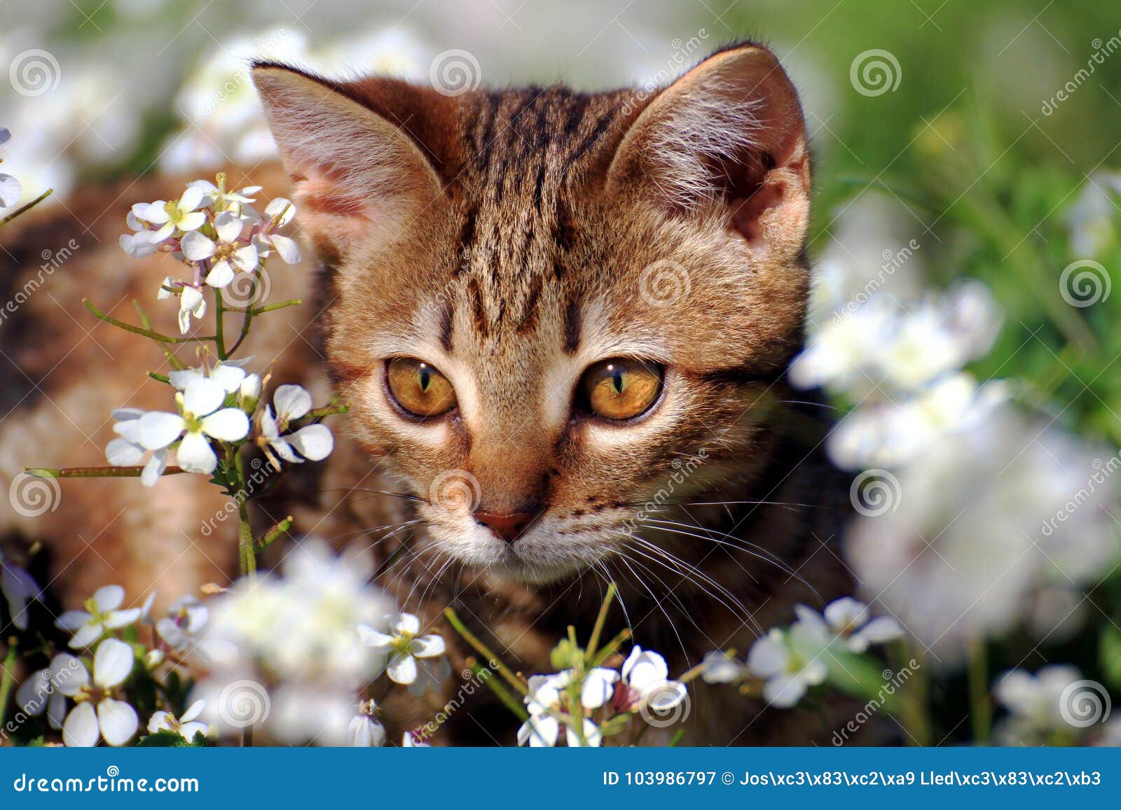 758 Common Tabby Stock Photos - Free & Royalty-Free Stock Photos from ...