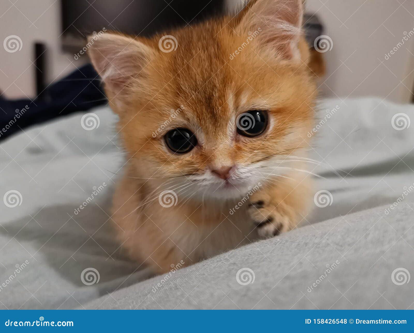 Little Kitty stock photo. Image of kitty, cute, little - 158426548