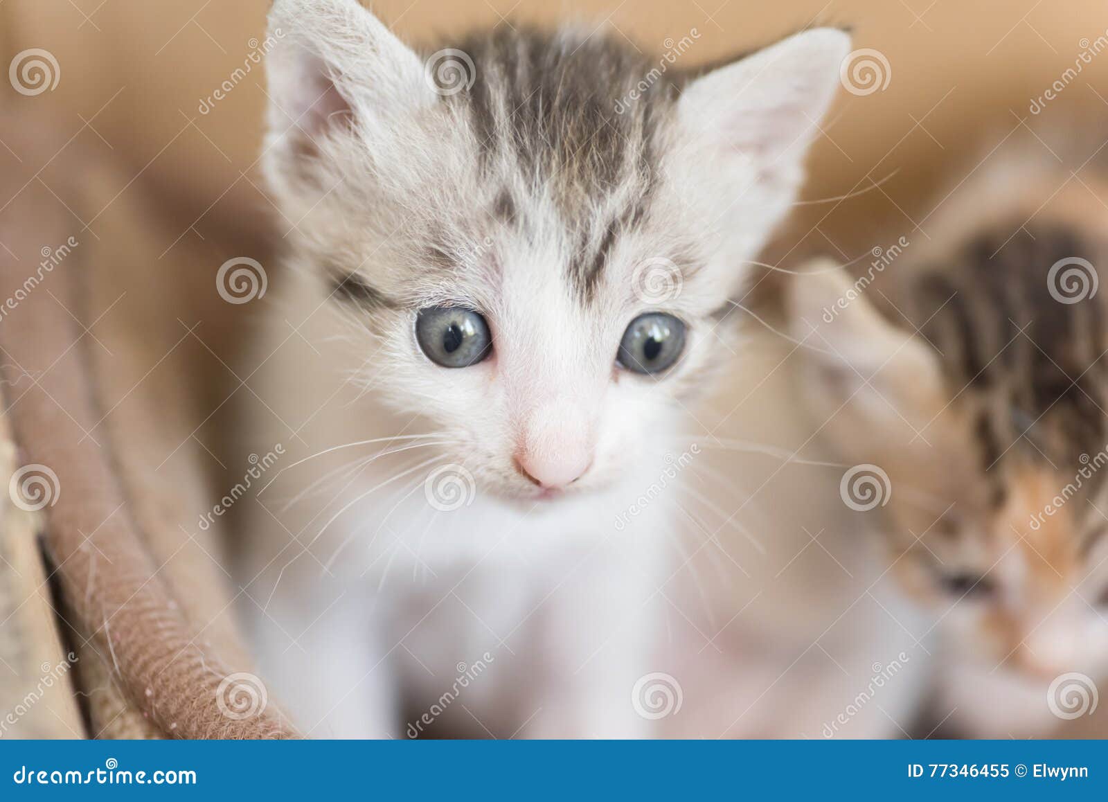 Little kitty play stock image. Image of sweet, tiny, portrait - 77346455