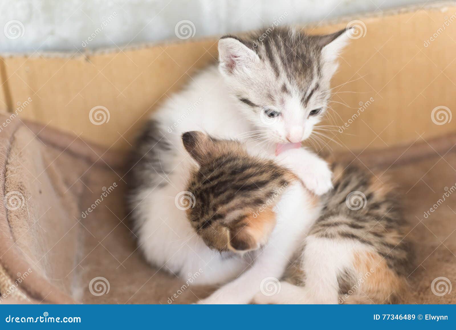 Little kitty play stock image. Image of brother, partner - 77346489
