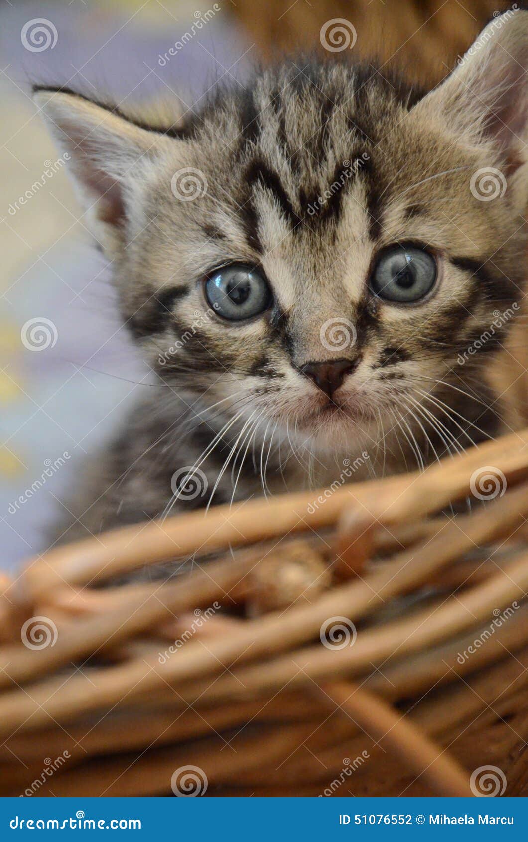 Little Kitty stock photo. Image of romania, cute, little - 51076552