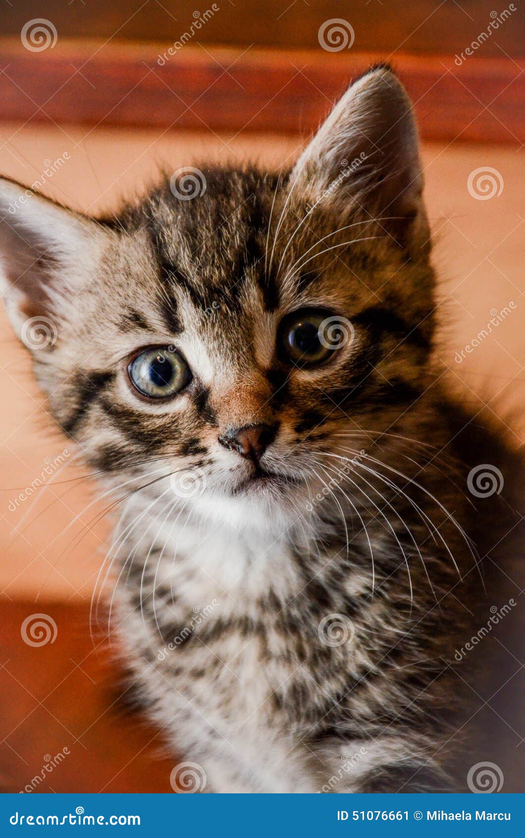 Little Kitty 2 stock image. Image of portrait, nature - 51076661