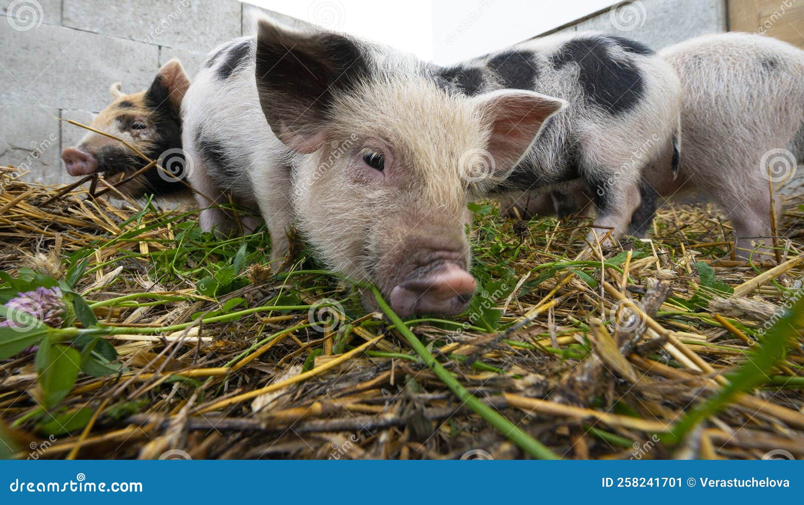 Little Kune Kune Pigs Eating Fresh Grass Stock Image - Image of grass ...