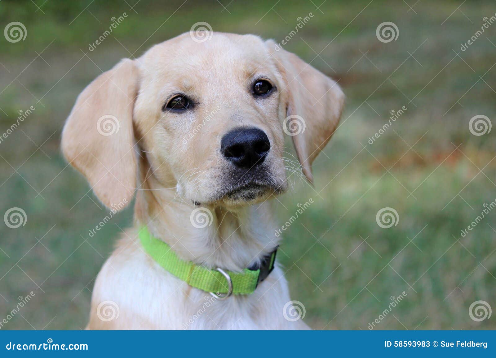 Little Lab Puppy stock image. Image of outdoors, labrador - 58593983