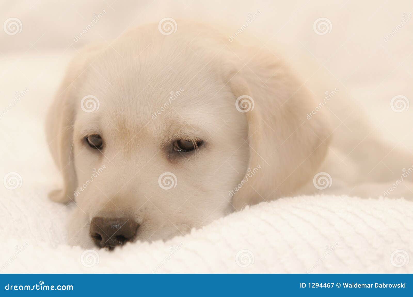 Little labrador stock image. Image of yellow, animal, puppies - 1294467