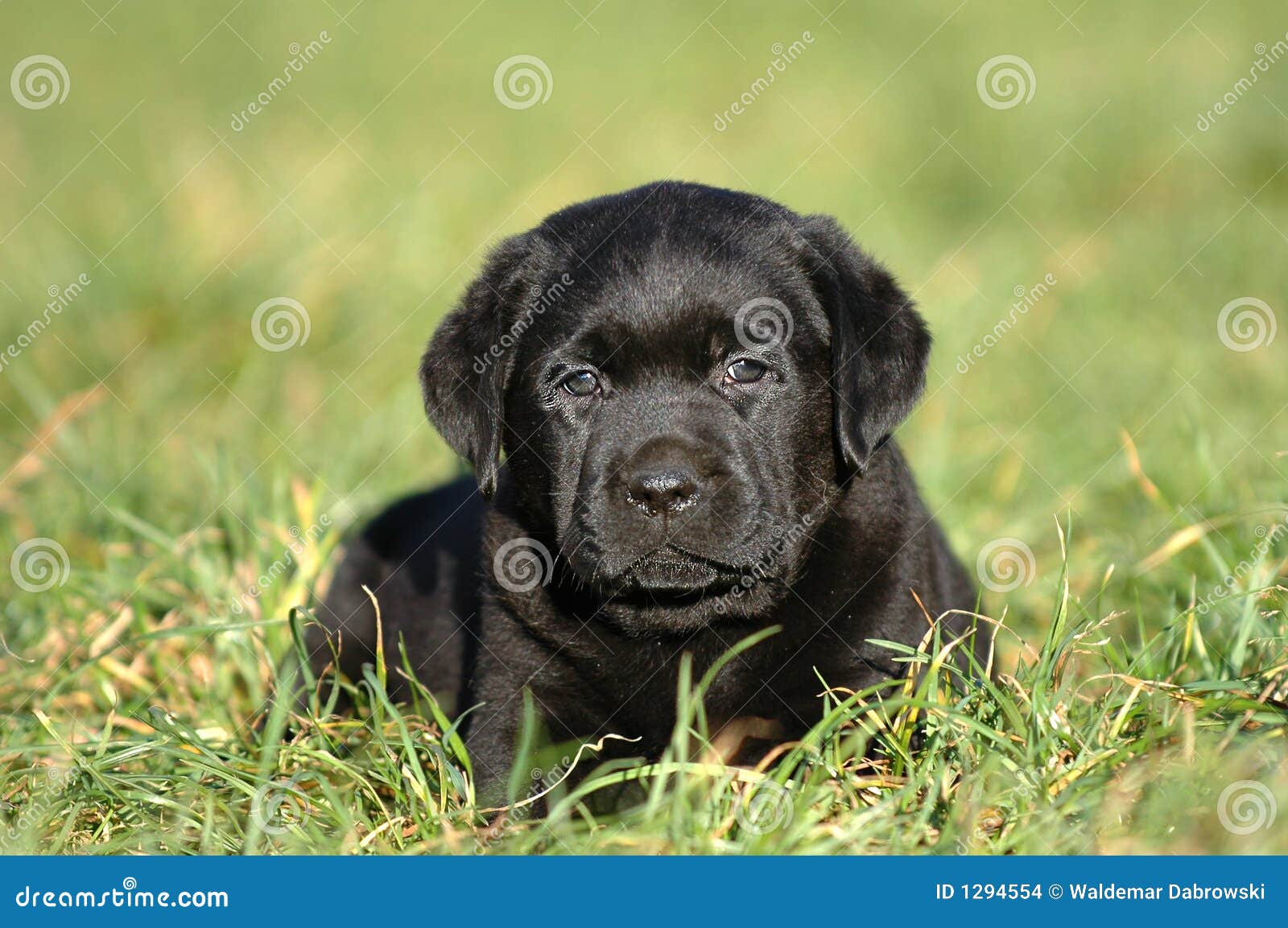 Little labrador stock photo. Image of canine, pets, grass - 1294554