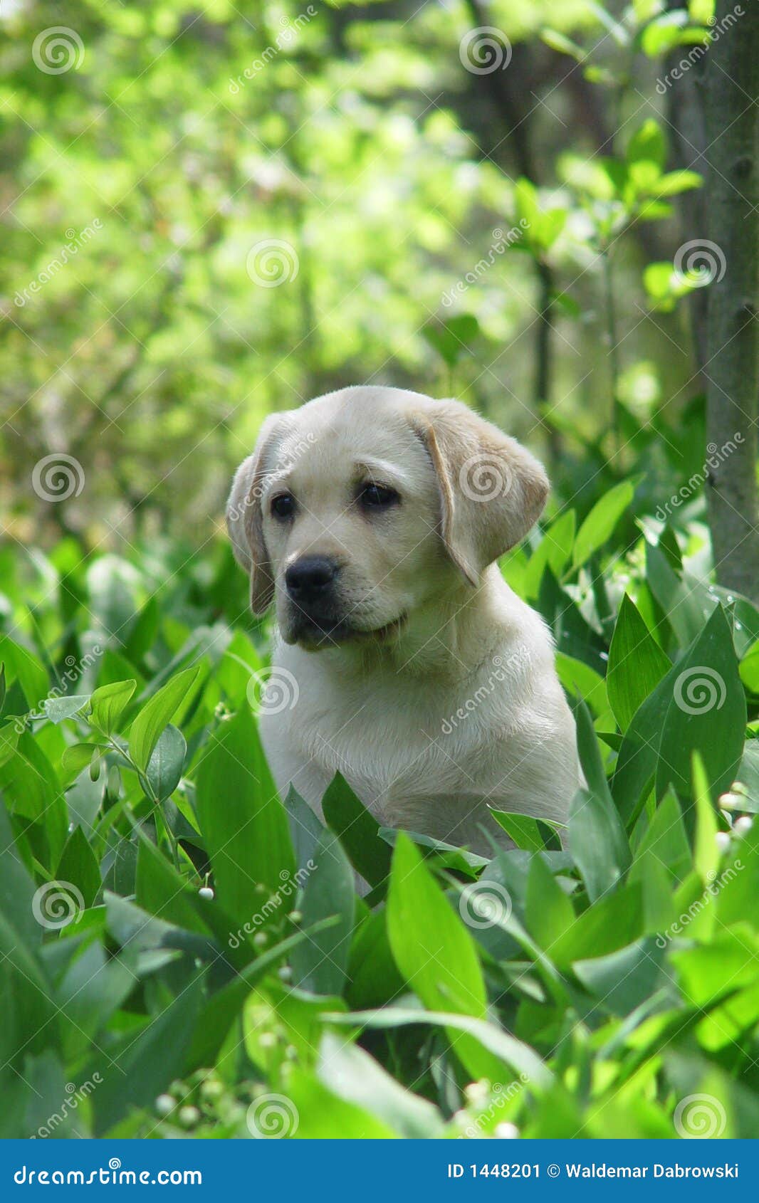 Little labrador stock image. Image of golden, playtime - 1448201
